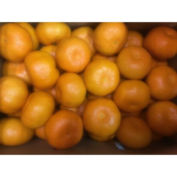 夏の代表格、蒲郡みかん。皆様も一度は目にしたことないでしょうか？ みかんのふるさと蒲郡に、毎年実らす、栄養価バツグンの柑橘郡。 夏の暑さでやられた体に、心地いいビタミンと、清涼感あふれる果汁をおとどけします。