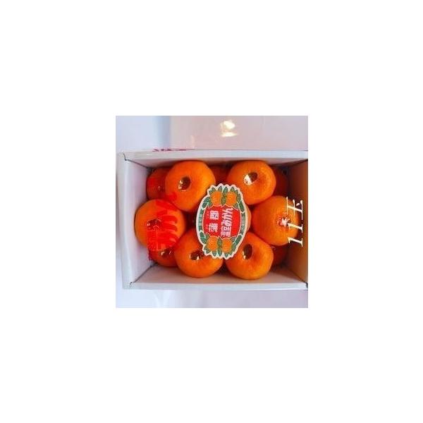 爽やかな風味 蒲郡温室みかん』. 今頃の蒲郡みかんの様子 蒲郡温室みかんが大変美味しいのには訳があります。ひとつには品種を宮川早生に統一し、どの生産者からでも同じ品質のみかんが栽培されるように努力して作られてるようです。