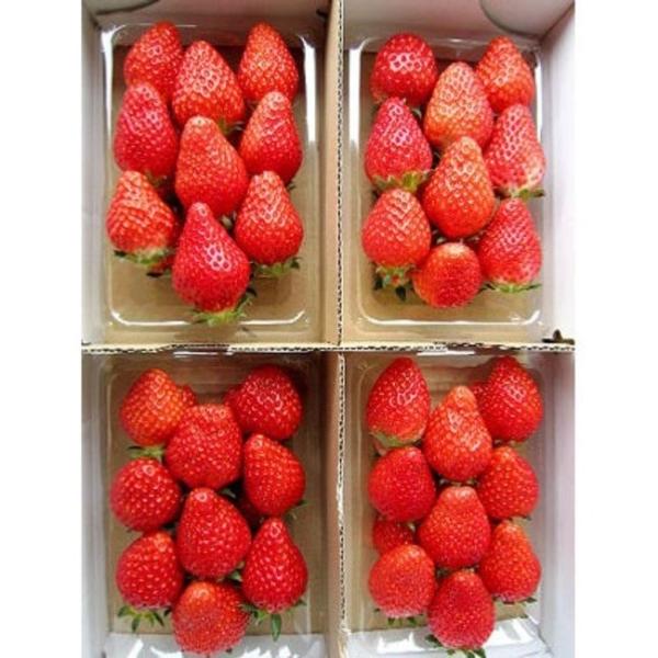 とちおとめは糖度が高めでほどよい酸味を持ちます。また、果汁が豊富で果実がしっかりしているので比較的日持ちがよいのも魅力です。小粒でも甘くておいしいものもありますとちおとめの果肉は比較的かためなので、日持ちしそうにも見えますが、保存期間はほか...