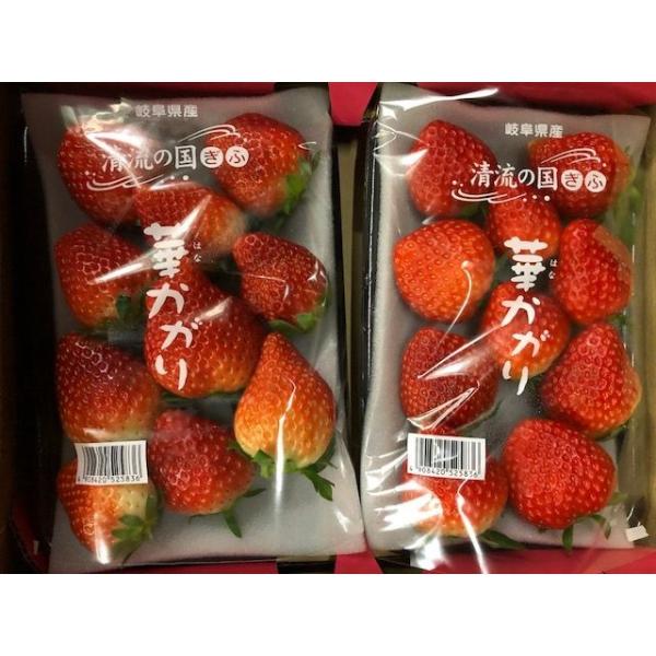 岐阜いちご新品種、華がかり。 果汁が多くて甘いイチゴです。 ツヤのある赤色で濃厚な甘みとたっぷりの果汁の大粒ないちごを産地岐阜から専用箱に入れてお届けします。
