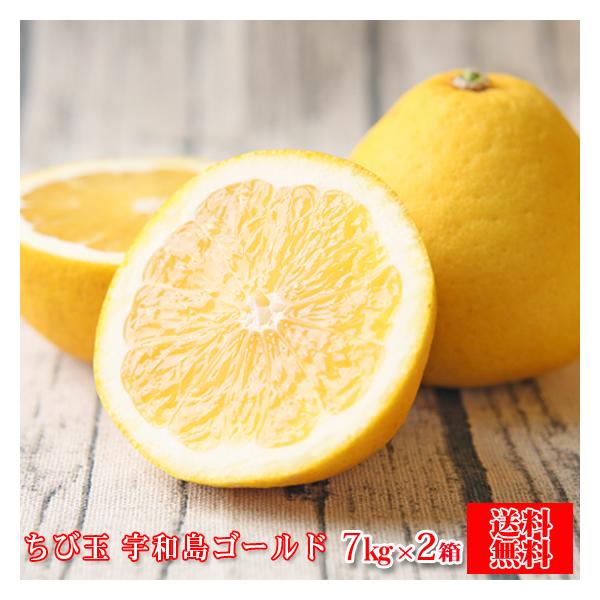 【※※本商品はちび玉です※※】------------------------------------暖かい季節がやってくるとどうも食べたくなっちゃうようで、『そろそろかしら？』なんてお問い合わせを頂いていた宇和島ゴールド。ようやく入荷でご...
