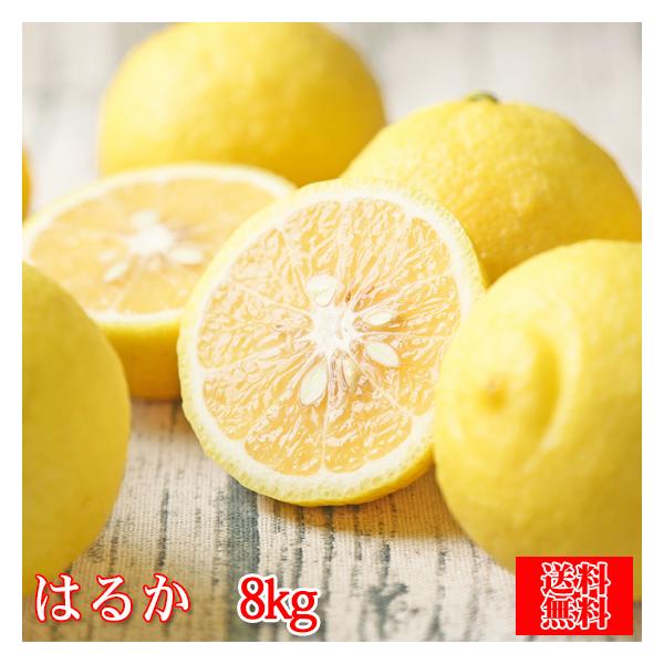 酸っぱそうな見た目を裏切る、上品な甘さが特徴の希少柑橘！---------------------------------------------内容：はるか　8kg-------------------------------------...