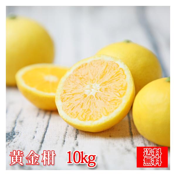 通好みの小さな小さな高級希少柑橘！---------------------------------------------内容：黄金柑　10kg---------------------------------------------産地...