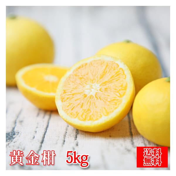 通好みの小さな小さな高級希少柑橘！---------------------------------------------内容：黄金柑　5kg---------------------------------------------産地　...