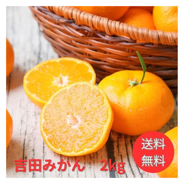 ※※本商品は『サイズ込み（M〜2L）』です※※---------------------------------------------本商品は【南柑20号（なんかん20ごう）】になります。 ■早生から南柑20号になると、ぐっと味が濃く甘み...