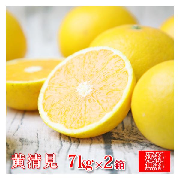 内容：黄清見　7kg×2箱（多少の枝傷・葉傷・黒点有り）（家庭用・サイズ込み）------------------------------------産地　　：愛媛県賞味期限：生ものですので、お早めにお召し上がり下さい。 配送方法：佐川急便...
