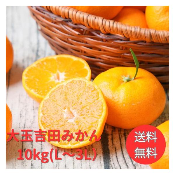 ※※本商品は『大玉（L〜3L）』です※※--------------------------------------本商品は【南柑20号（なんかん20ごう）】になります。 ■早生から南柑20号になると、ぐっと味が濃く甘みが増してきます。■南...