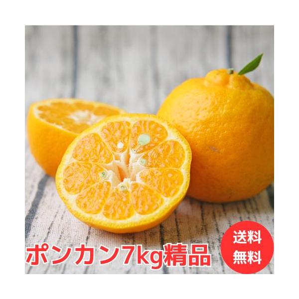 ---------------------------------------------本商品は【精品サイズ込み】です。---------------------------------------------内容：ポンカン精品　7kg-...