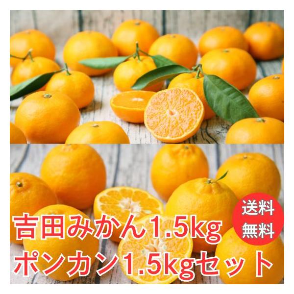 ※※本商品は、吉田みかん1.5ｋｇとポンカン1.5ｋｇのセットです※※「甘くて味の濃い吉田みかん」と「コク甘いフルーティなポンカン」をセットにしました。どちらもお味見してみたい方にお勧めです。ポンカンが入荷次第の発送になりますので1月下旬頃...