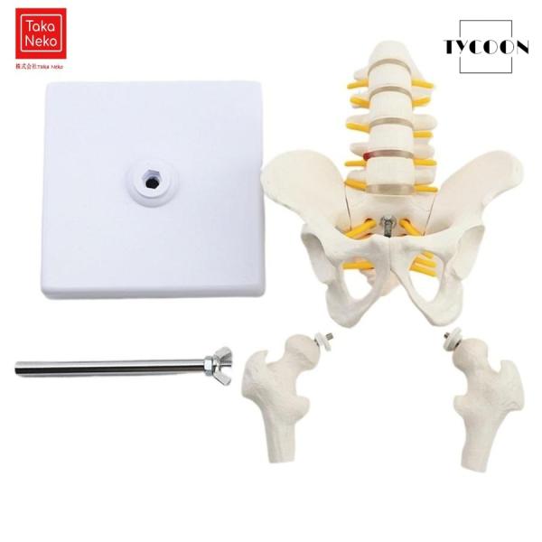 等身大の半分の骨盤解剖モデル - 高品質の PVC 素材で作られたこの人体骨盤モデルは、安全でリアルな骨格構造の表現を提供し、医学教育や産後の骨盤関節修復研究に最適です。5 つの腰椎と可動フレームワーク - 取り外し可能な 5 セクションの...