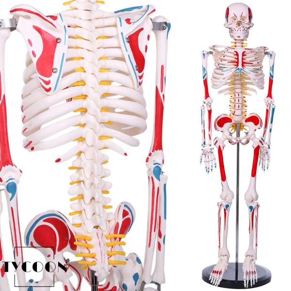 商品：1/2縮尺型人体骨格模型　直立型スタンド仕様高さ：85ＣＭ　材質：ＰＶＣ（無毒で耐久性があり、質感が優れる）*頭蓋冠は取り外し可能です。*顎関節は開閉可能、実際の顎関節の動きを再現。*全身に筋の起始（赤）/停止（青）部を着色表示してい...
