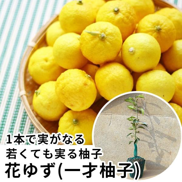 果樹 全国有数の植木の里「福岡県田主丸町」から、植木の産地ならではの、自慢の商品をお届け致します。 激安 安い お得  花柚子樹高0.4m前後 15cmポット 苗木 一才柚子 1年生 1本で実がなる 接ぎ木 苗 花ゆず ハナユズ はなゆず ...