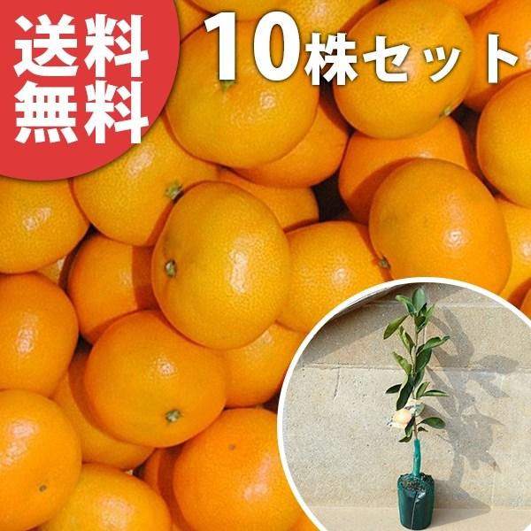 果樹 全国有数の植木の里「福岡県田主丸町」から、植木の産地ならではの、自慢の商品をお届け致します。 激安 安い お得 【10本セット】 温州・大津4号樹高0.4m前後 15cmポット おおつ オオツ みかん 柑橘 接ぎ木 みかんの木 苗木 ...
