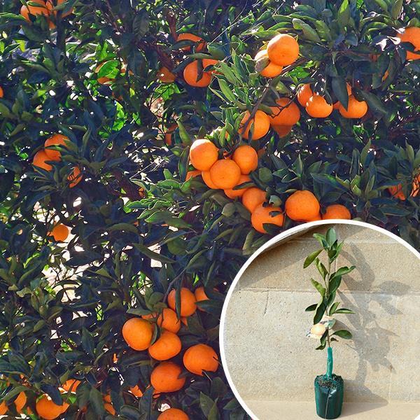 果樹 全国有数の植木の里「福岡県田主丸町」から、植木の産地ならではの、自慢の商品をお届け致します。 激安 安い お得  柑橘・みはやPVP樹高0.4m前後 15cmポット ミハヤ みかん 接ぎ木 登録品種 みかんの木 苗木 1年生 苗 海外...