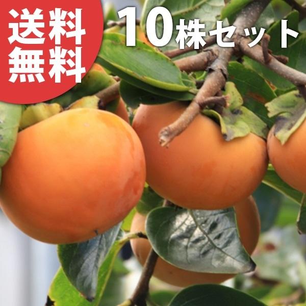 果樹 全国有数の植木の里「福岡県田主丸町」から、植木の産地ならではの、自慢の商品をお届け致します。 激安 安い お得 【10本セット】 かき・太秋樹高0.6m前後 15cmポット たいしゅう タイシュウ 柿 甘柿 接ぎ木 苗木 1年生 苗 ...