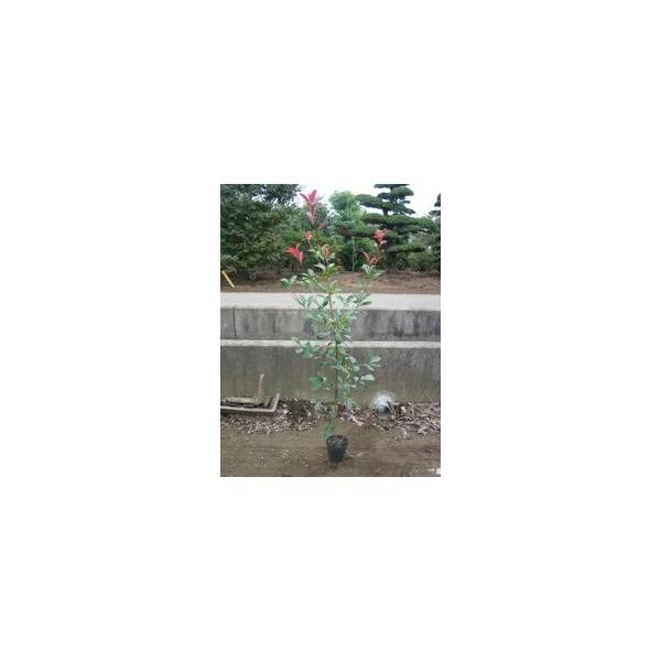 この商品は小サイズ送料です。この商品は5本まで梱包できます。特徴レッドロビンです。新芽が赤く生垣にすると、とても綺麗です。サイズ高さ約100cm(根鉢含む）5号ポット(15cm)育て方２月頃に鶏ふんや油かす等を与えてください。