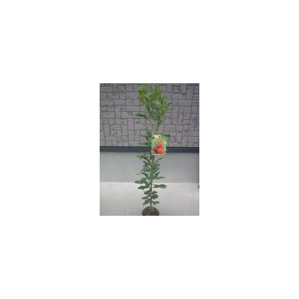 この商品は小サイズ送料です。特徴秀峰はとても大きな実が成ります。春にたくさんの小花を咲かせ、初夏に濃紅色の実をつけます。甘酸っぱく独特の風味があります。サイズ高さ約110cm(根鉢含む）4号ポット(12cm)育て方日当たりのいい場所を好みま...