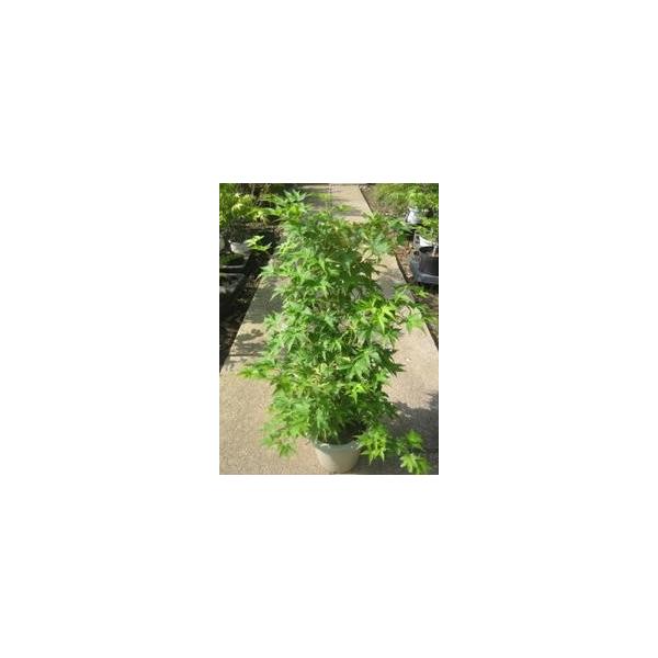 この商品はミニサイズ送料です。特徴葉に徐々に斑が入り変化もすばらしいです。秋の紅葉も真っ赤で美しいです。サイズ高さ約90cm(根鉢含む）6号鉢(18cm)育て方西日が当たらない風通しが良い所を好みます。