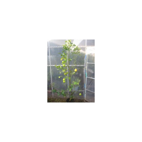 この商品は小サイズ送料です。特徴爽やかな香りがただよって来ます！！お料理のアクセントなどにどうぞ。サイズ高さ約160cm(根鉢含む）8号鉢(24cm)育て方寒さに割合弱いので、日当たりの良い所で越冬させます。肥料は毎年春先と秋に鶏ふんや油か...