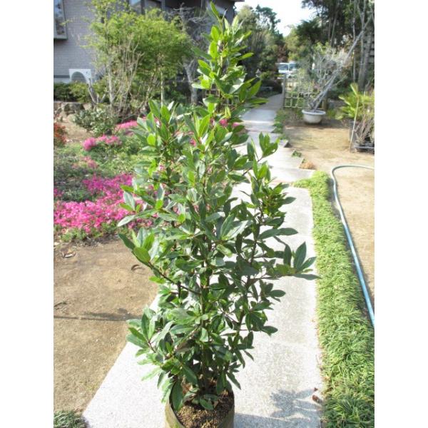 この商品は小サイズ送料です。特徴地中海沿岸原産で葉に芳香があります。古代から用いられ、勝利と栄光のシンボルとして勝者や優秀な者たちの頭上に掲げられました。サイズ高さ約120cm(根鉢含む）7号鉢（21cm）育て方日当たりのいい場所を好みます...