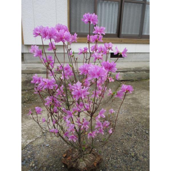 この商品は小サイズ送料です。特徴花は葉が出る前に咲き、赤紫色のすばらしい花です。花時期は見事です。たくさんのつぼみをもっています。サイズ高さ約100cm(根鉢含む）根巻き25cm育て方半日陰を好みます。２月頃に鶏ふんや油かす等を与えてください。