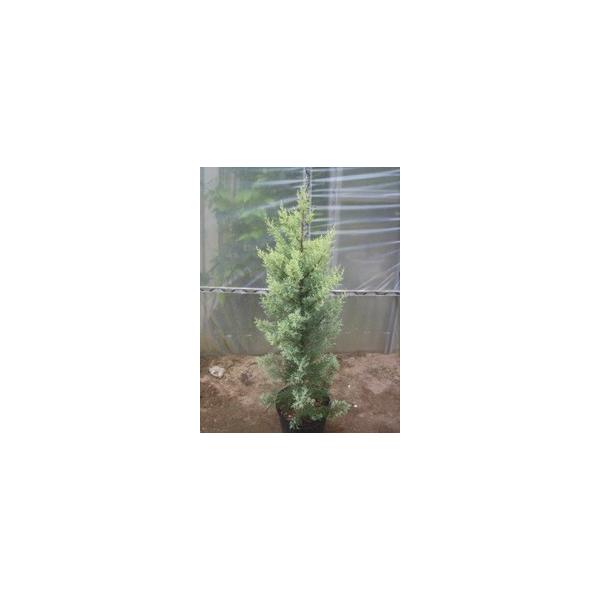 この商品はミ二サイズ送料です。特徴ひときわ目を引くクリーム色の葉がたいへん美しいです。樹形も自然に整いやすいので、とても高品質なコニファーと言えます。サイズ高さ約70cm(根鉢含む）8号ポット（24cm）育て方日当たりのいい場所を好みます。...