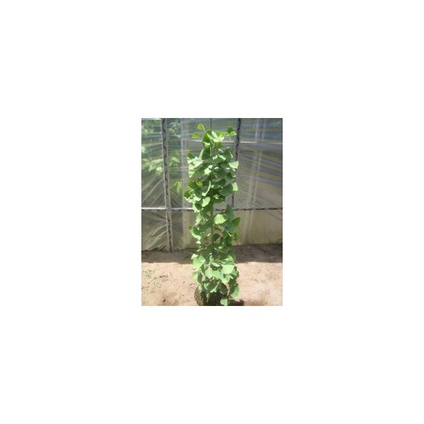 この商品は小サイズ送料です。特徴紅葉の美しさは見事です。その美しさから街路樹、県や市の木としてよく植えられています。サイズ高さ約120cm(根鉢含む）7号ポット（21cm）育て方日当たりの良い場所を好みます。