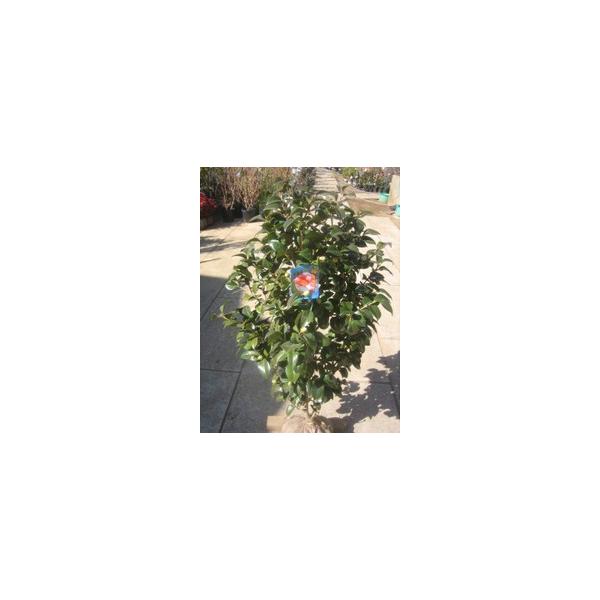 この商品は小サイズ送料です。特徴白と紅が交じった花で絞りの代表種といえる、たいへん美しい椿です。サイズ高さ約110cm(根鉢含む）根巻き25cm育て方２月頃に鶏ふんや油かす等を与えてください。