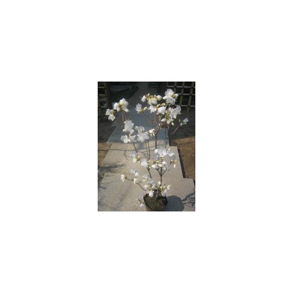 この商品はミニサイズ送料です。特徴葉より花が先に咲き、花色は白色です。サイズ高さ約80cm(根鉢含む）根巻き20cm育て方半日陰を好みます。２月頃に鶏ふんや油かす等を与えてください。