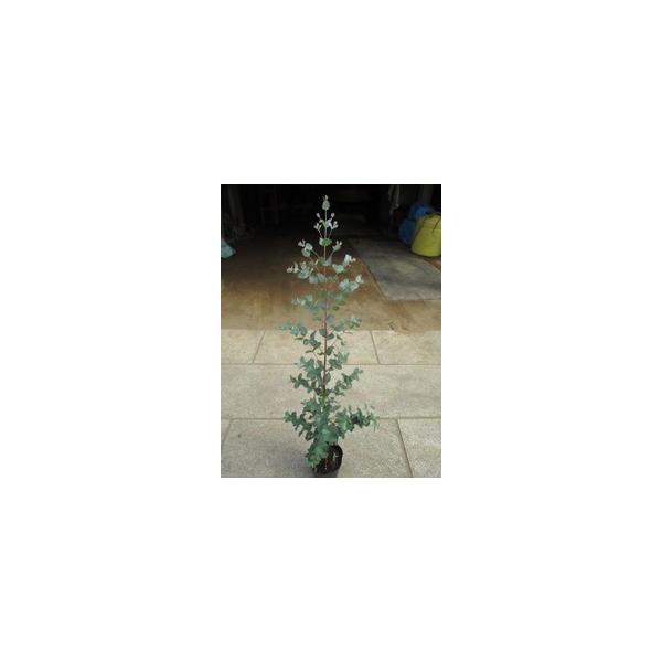 この商品はミニサイズ送料です。特徴スッキリとした香りを持つユーカリは、オーストラリア等に分布しています。可愛らしい葉が特徴的です。サイズ高さ約50cm(根鉢含む）5号ポット(15cm)育て方２月頃に鶏ふんや油かす等を与えてください。