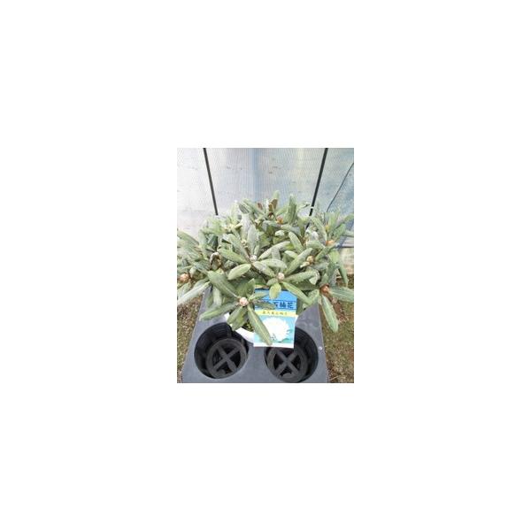 この商品はミニサイズ送料です。特徴赤いつぼみから咲き進むにつれて、淡いピンク色に変化します。葉は艶があり綿毛で覆われているのも特徴的です。サイズ高さ約40cm(根鉢含む）6号鉢（18cm）育て方半日陰を好みます。２月頃に鶏ふんや油かす等を与...