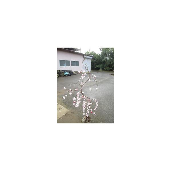 この商品は小サイズ送料です。特徴花は八重咲きで紅白に咲き分けたり、絞りが入ります。サイズ高さ約100cm(根鉢含む）根巻き20cm育て方日当たりの良い場所を好みます。2月頃に油かすや鶏ふん等を与えて下さい。