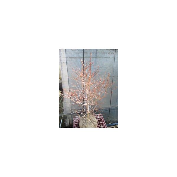 この商品はミニサイズ送料です。この商品は3本まで梱包できます。特徴新緑、花期、紅葉と一年を通して楽しめます。花は白く釣り鐘型でかわいいです。紅葉も見事です。サイズ高さ約90cm(根鉢含む）根巻き20cm育て方日当たりのいい場所を好みます。２...