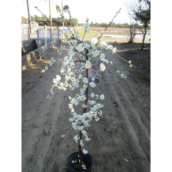 この商品は小サイズ送料です。特徴ほんのり緑がかった白い可憐な花が咲きます。サイズ高さ約120cm(根鉢含む）7号鉢(21cm)育て方日当たりのいい場所を好みます。２月頃に鶏ふんや油かす等を与えてください。