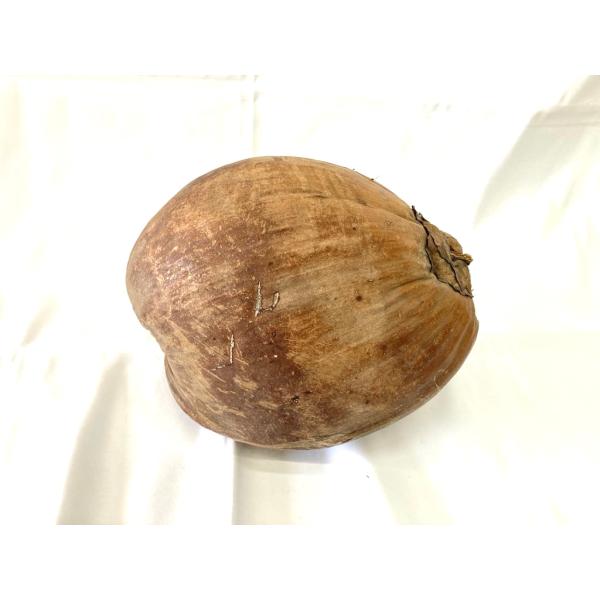 ヤシの実/椰子の実 自然素材（本物）の為、１個１個サイズ、色、キズなど様々です。夏の装飾用に最適です。サイズ：約１５センチ〜２５センチ重量：約６００ｇ