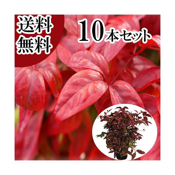 オタフクナンテン 樹高0.25m前後 15cmポット （10本セット）（送料無料）  苗 植木 苗木 庭  おたふくなんてん おたふく南天 お多福南天