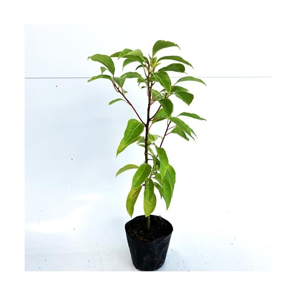 クスノキ 樹高0.3m前後 10.5cmポット （10本セット）（送料無料）  苗 植木 苗木 庭  くすのき 樟 楠