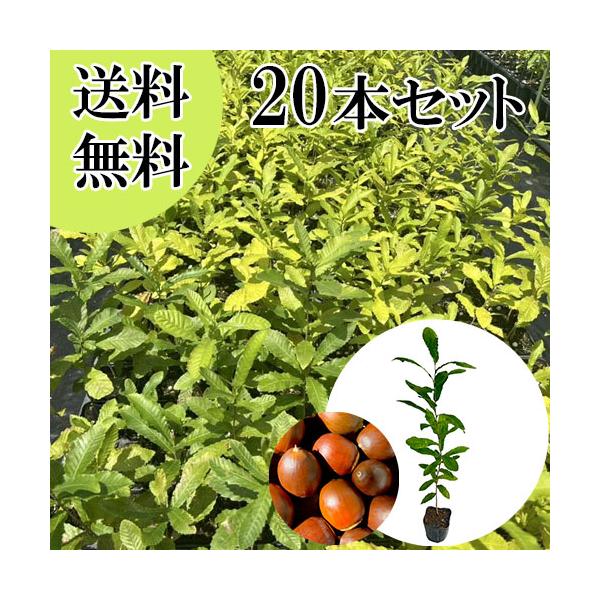 クヌギ 樹高0.3m前後 10.5cmポット （20本セット）（送料無料）  苗 植木 苗木 庭  くぬぎ 橡 櫟 椚