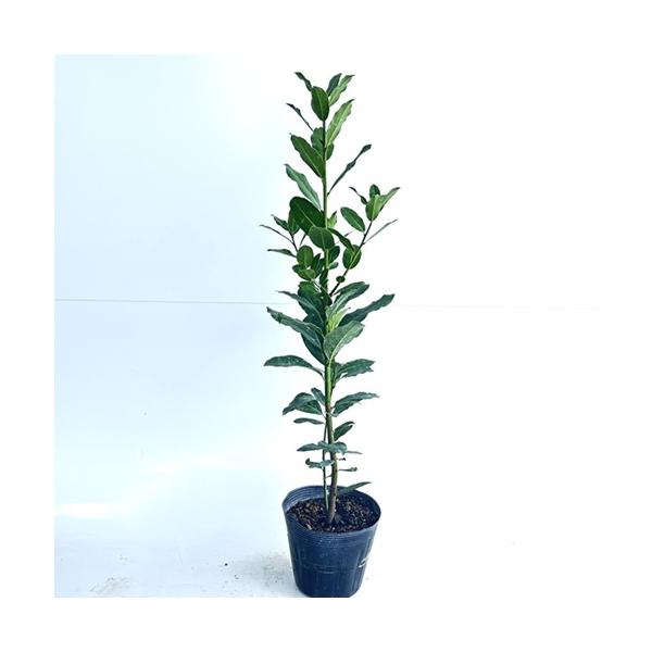 ゲッケイジュ 樹高0.6m前後 15cmポット （ 単 品 ）（送料無料）  苗 植木 苗木 庭  げっけいじゅ 月桂樹 苗