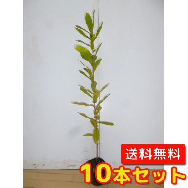 コナラ 樹高0.5m前後 10.5cmポット （10本セット）（送料無料）  苗 植木 苗木 庭  こなら 小楢