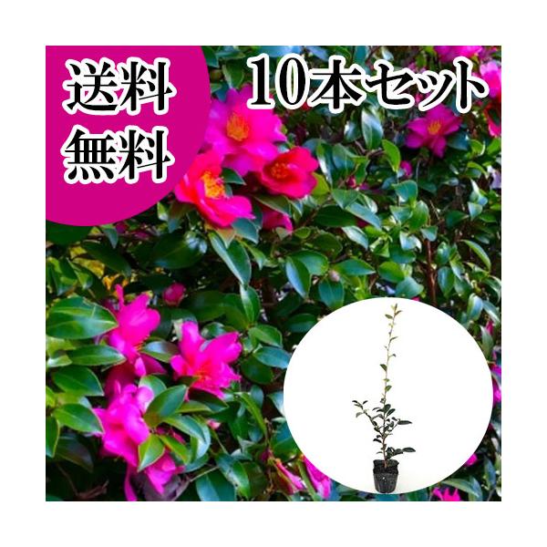 サザンカ 樹高0.5m前後 10.5cmポット （10本セット）（送料無料）  苗 植木 苗木 庭  さざんか 山茶花