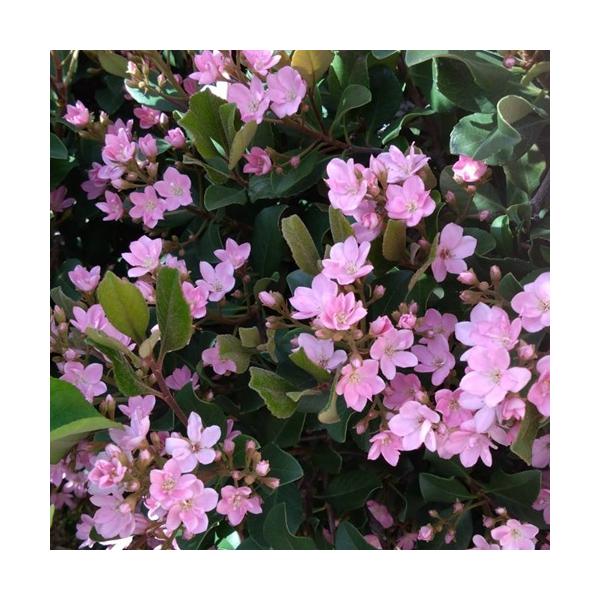 ベニバナシャリンバイ 樹高0.3ｍ前後 15cmポット （10本セット）（送料無料） 紅花 苗 植木 苗木 庭  しゃりんばい 車輪梅