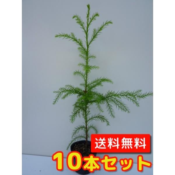 スギ 樹高0.3m前後 10.5cmポット （10本セット）（送料無料）  苗 公園緑地等に 植木 苗木 庭  すぎ 杉