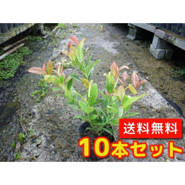 セイヨウイワナンテン アキシラリス 樹高0.2m前後 10.5cmポット （10本セット）（送料無料）  苗 植木 苗木 庭  いわなんてん 西洋岩南天