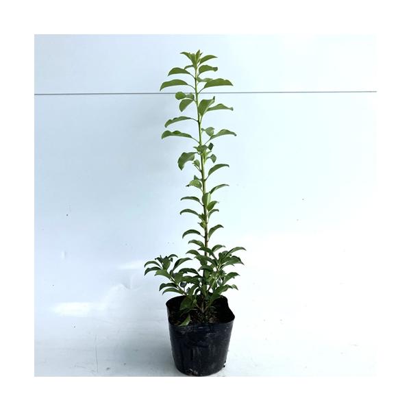 ソヨゴ 樹高0.3m前後 10.5cmポット （10本セット）（送料無料） 実生苗 苗 植木 苗木 庭  そよご 冬青