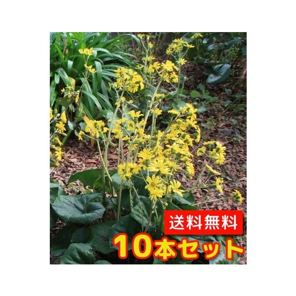 ツワブキ / 10.5cmポット （10本セット）（送料無料）  苗 植木 苗木 庭 グランドカバー つわぶき 石蕗 艶蕗