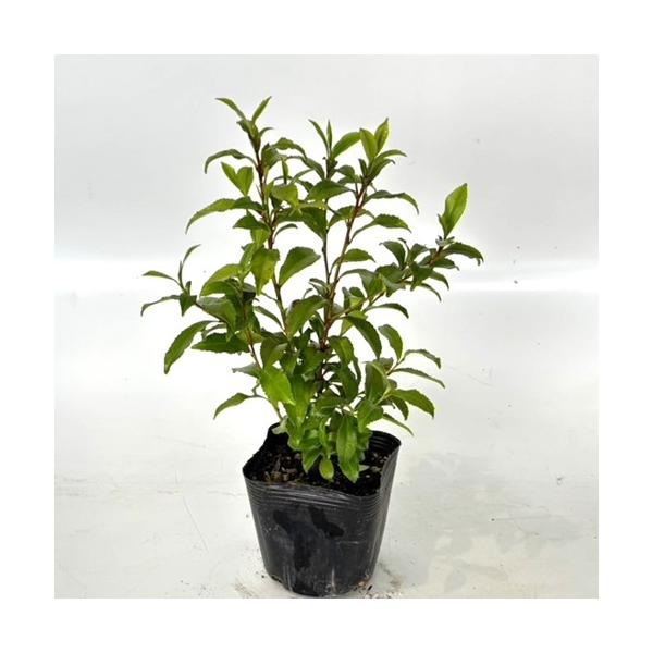 ヒサカキ 樹高0.3m前後 10.5cmポット （10本セット）（送料無料）  苗 植木 苗木   ひさかき 姫榊