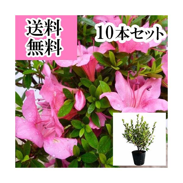 サツキツツジ（さつき） 樹高0.3m前後 15cmポット （10本セット）（送料無料）  苗 植木 苗木 庭  さつきつつじ 5号ポット 五月 皐月