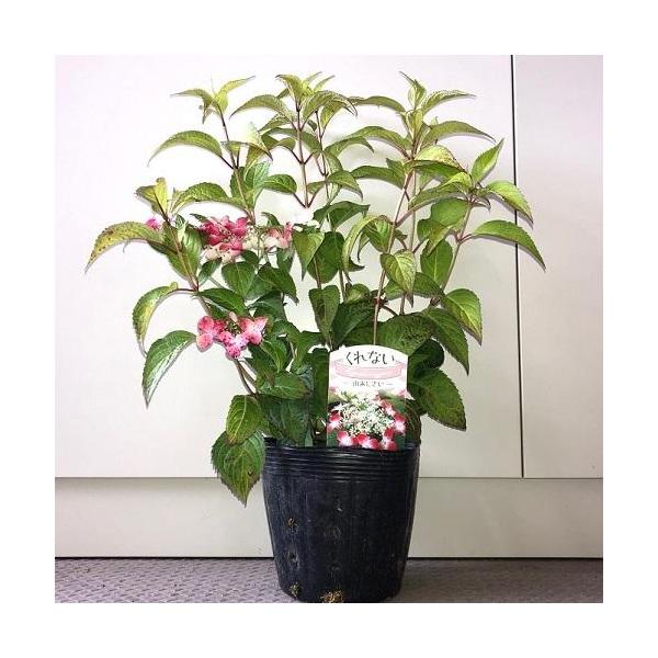 アジサイ クレナイ 樹高0.3m前後 13.5cmポット （ 単 品 ）  苗 植木 苗木 庭  あじさい くれない 紫陽花 ヤマアジサイ   お得な【送料無料】セット商品も販売中。↑<br>