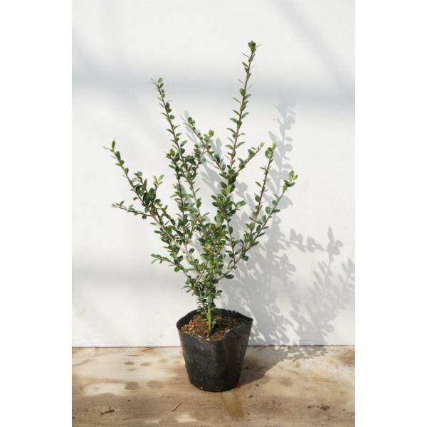 イヌツゲ 樹高0.5m前後 15cmポット （10本セット）（送料無料）  苗 植木 苗木 庭  いぬつげ 犬黄楊